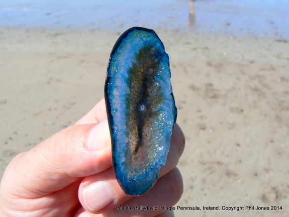 By-the-Wind-Sailor jellyfish. Velella velella. Member of the Blue Fleet.